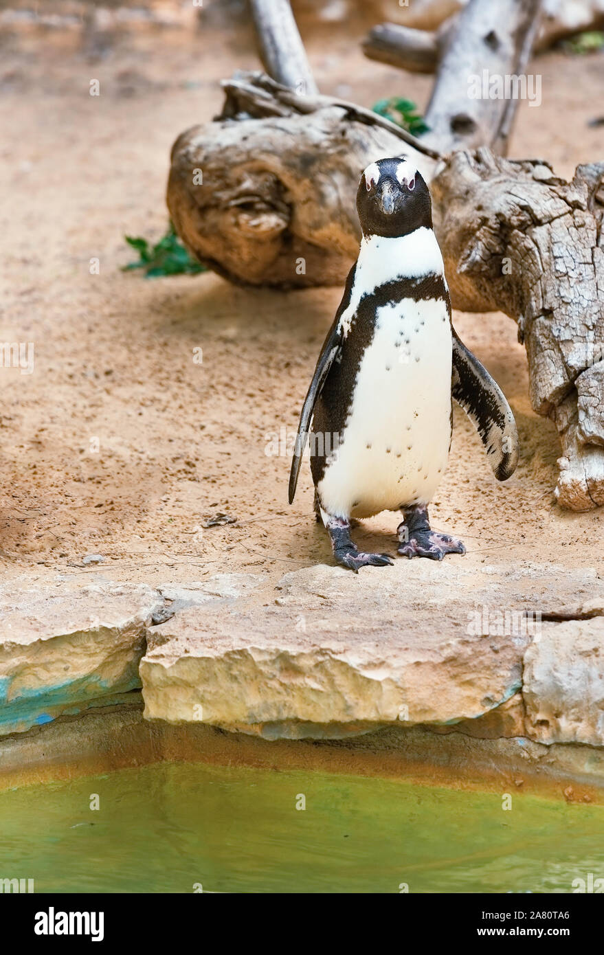 African penguin group closeup hi-res stock photography and images - Alamy