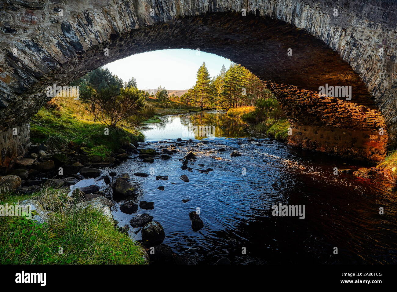 Dorback hi-res stock photography and images - Alamy