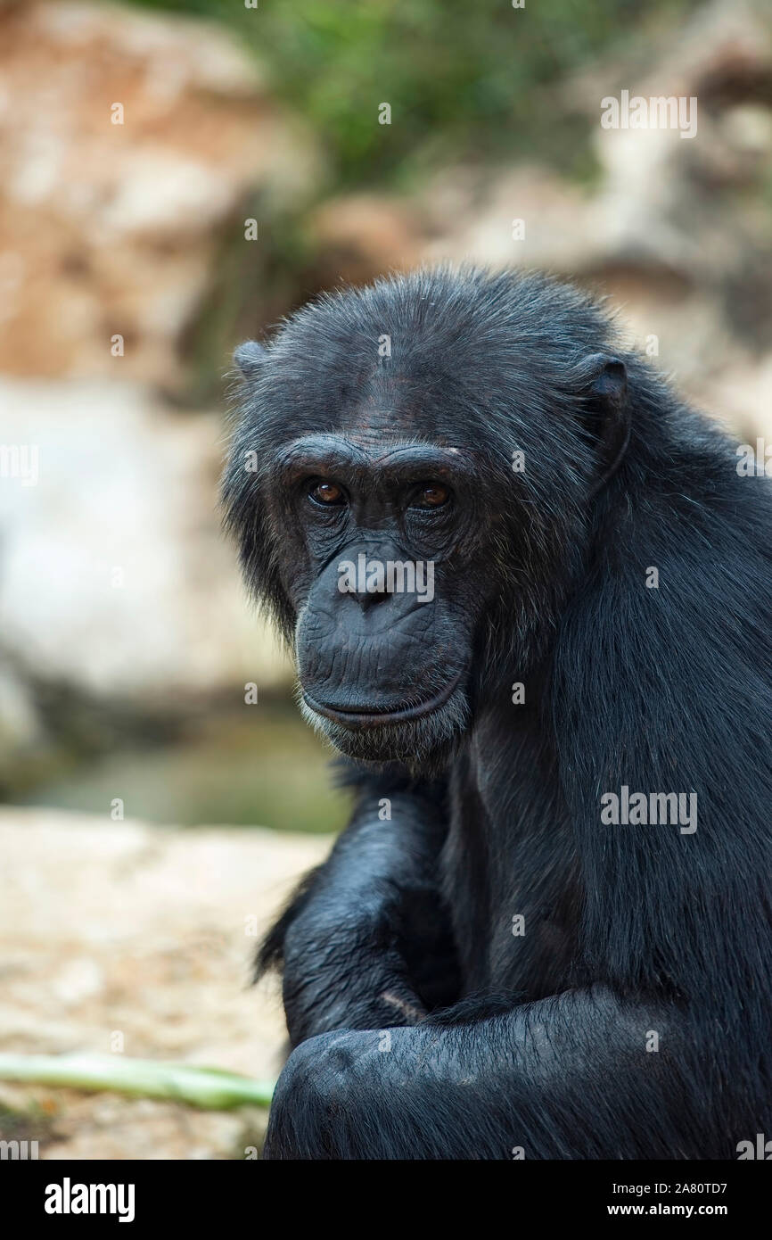 Chimpanzee face hi-res stock photography and images - Alamy