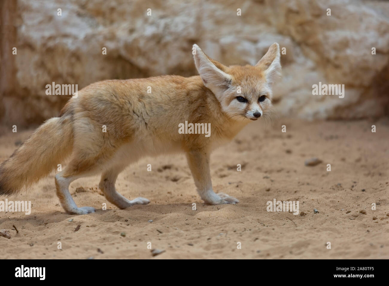 Desert Fennec Fox Hunting