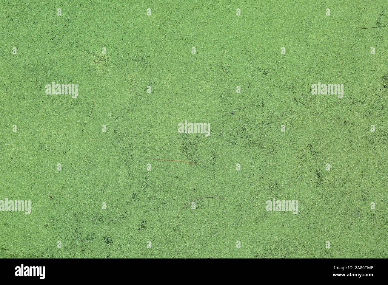green swamp beautiful background, texture Stock Photo - Alamy