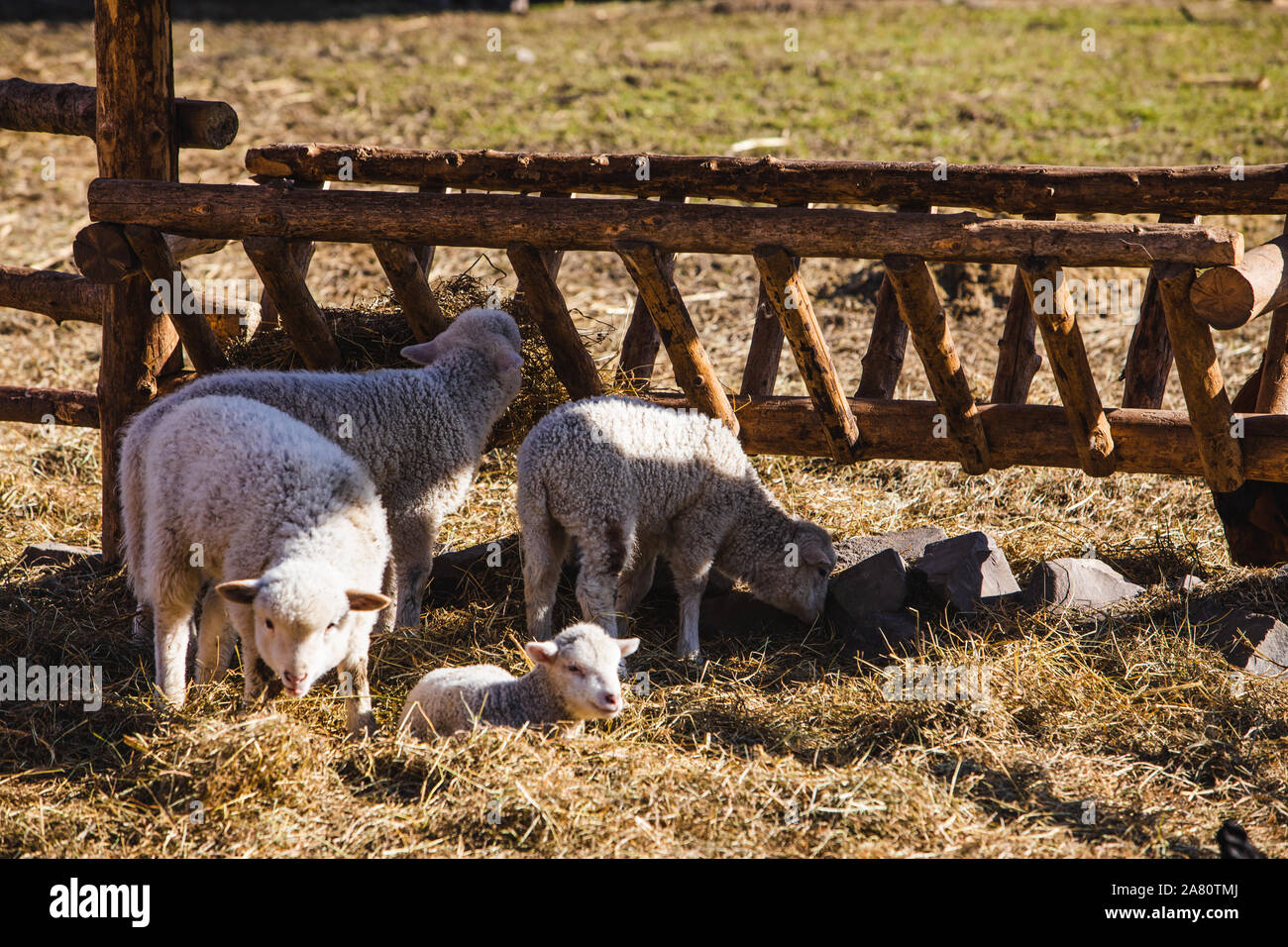 sheep at farm eating hay Stock Photo - Alamy