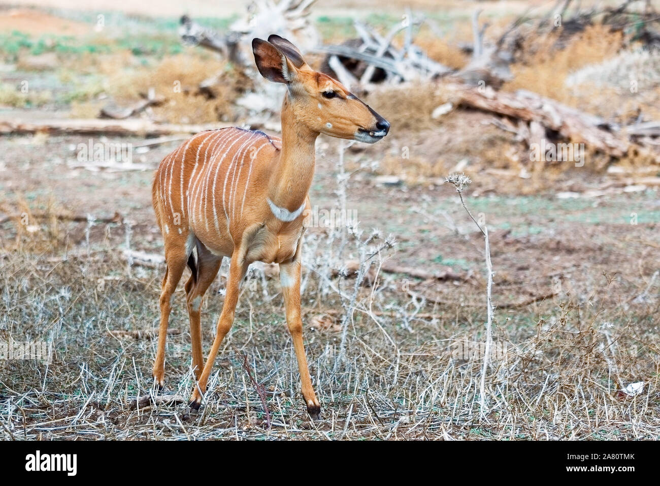 Antelope nose hi-res stock photography and images - Alamy