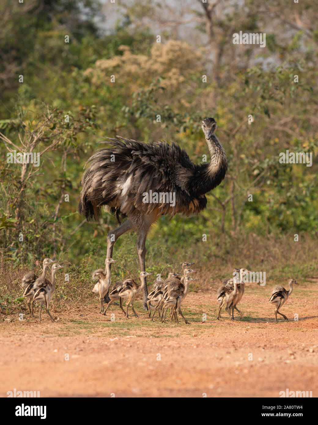 Male Rhea High Resolution Stock Photography and Images - Alamy