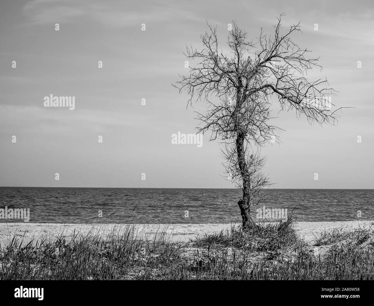 Old dry tree grows on the sea beach. Black and white photo Stock Photo ...