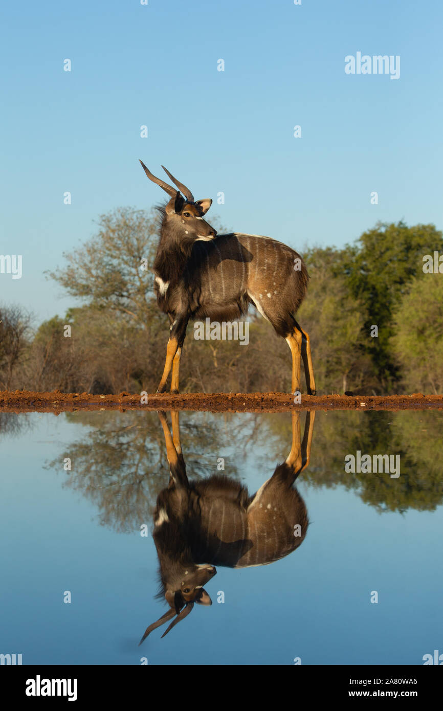 Nyala Bull (Tragelaphus angasii) with reflection, Karongwe Game Reserve ...