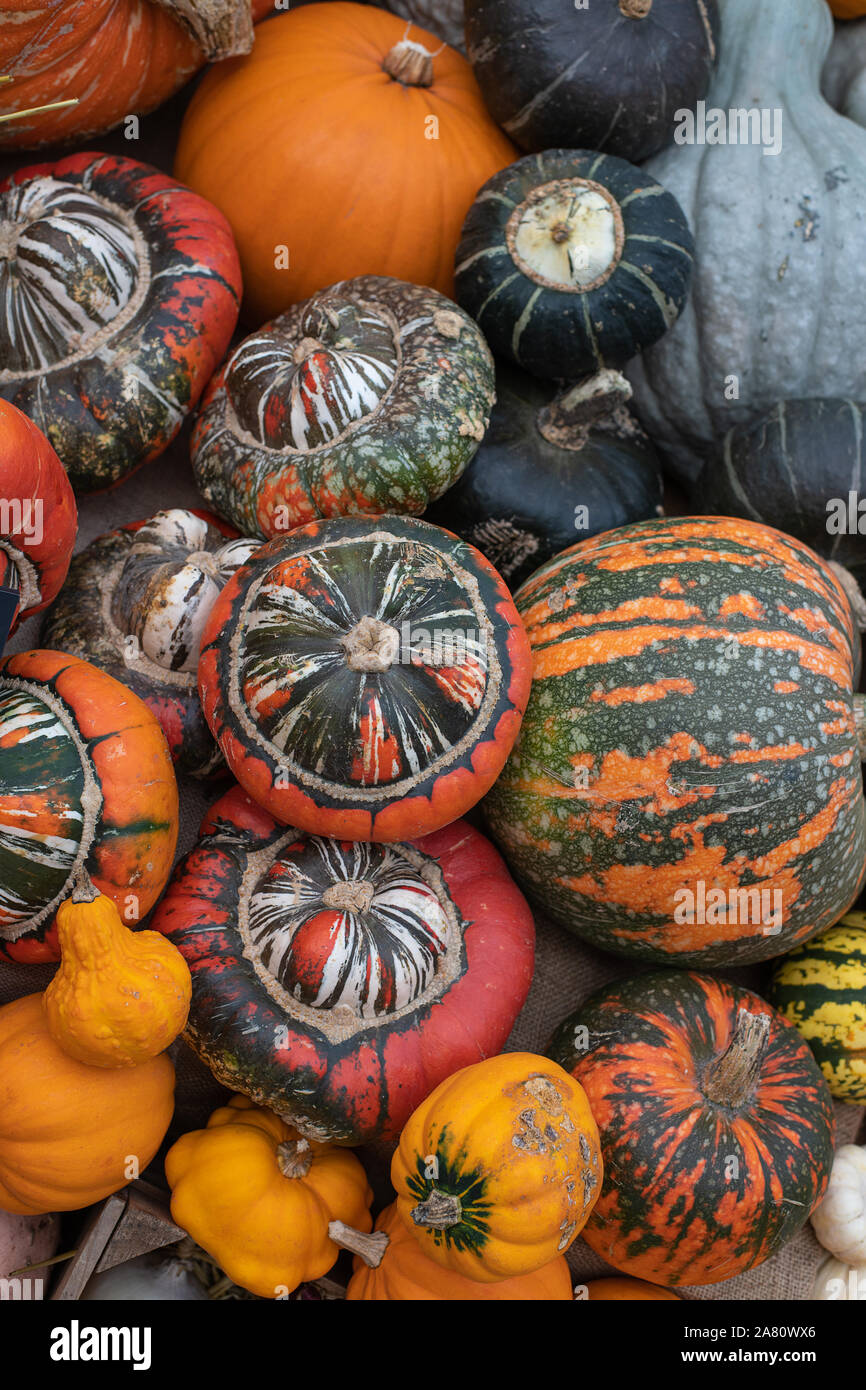 Pumpkins of different shapes, colours and sizes Stock Photo - Alamy