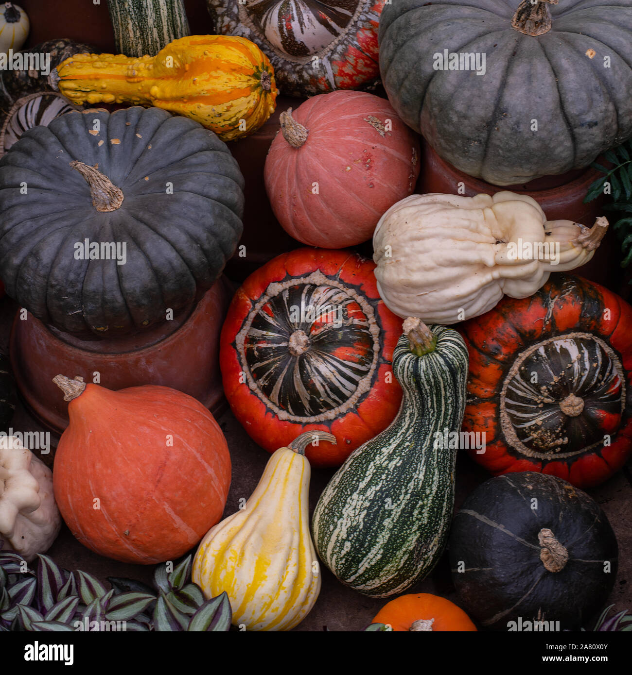 Pumpkins of different shapes, colours and sizes Stock Photo - Alamy