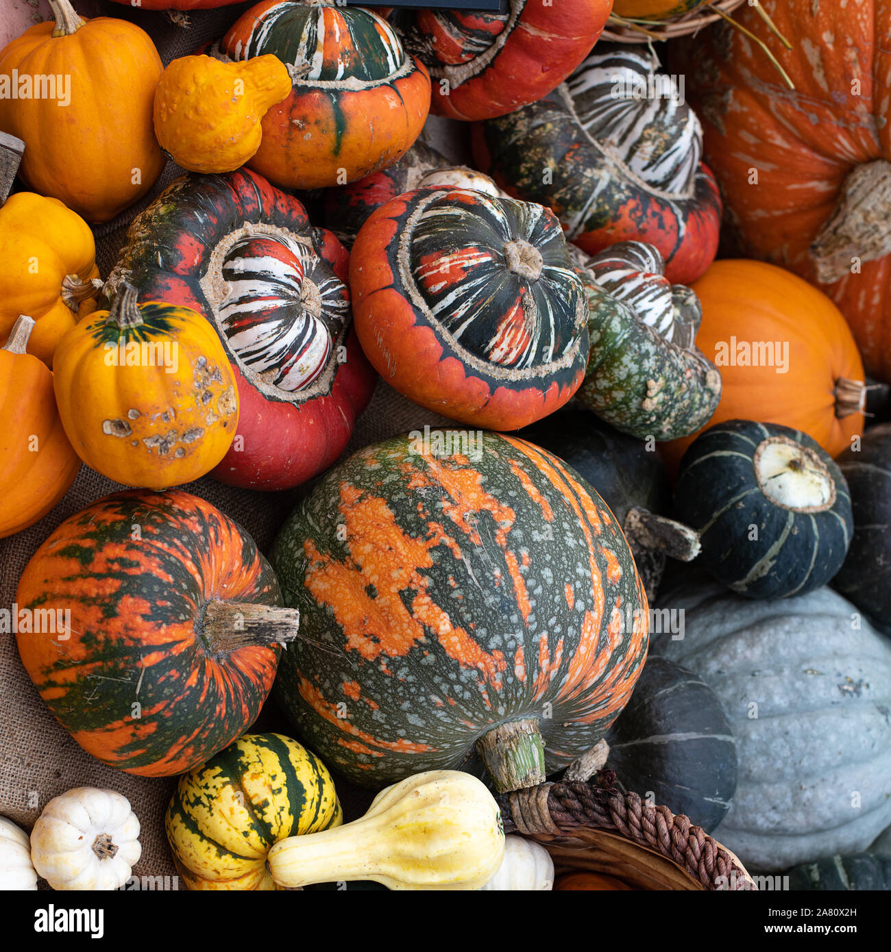 Pumpkins of different shapes, colours and sizes Stock Photo - Alamy