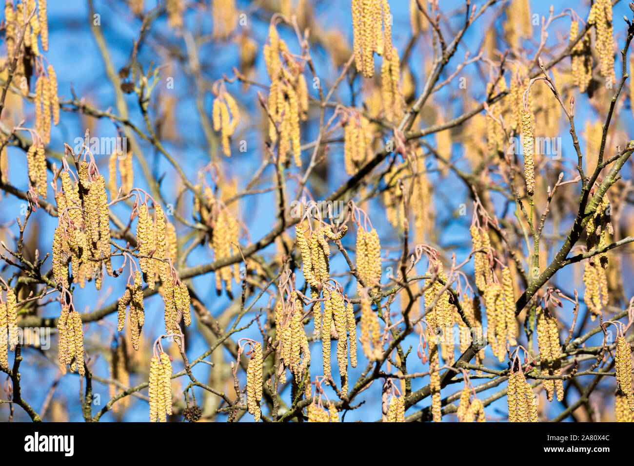 Male flower hazel hi-res stock photography and images - Alamy