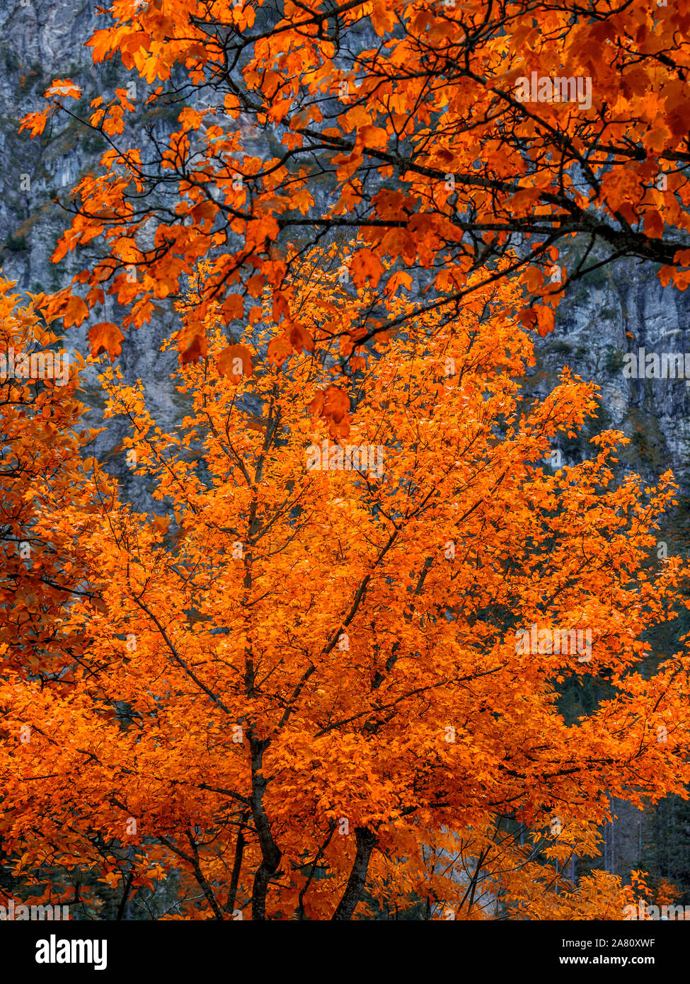 Tree with an orange crown on a mountain background Stock Photo - Alamy