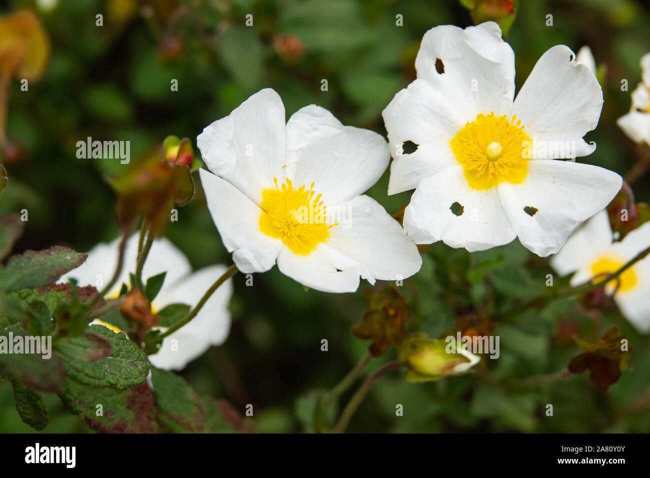 Sage Leaved Rock Rose Flowers in Bloom in Springtime Stock Photo - Alamy