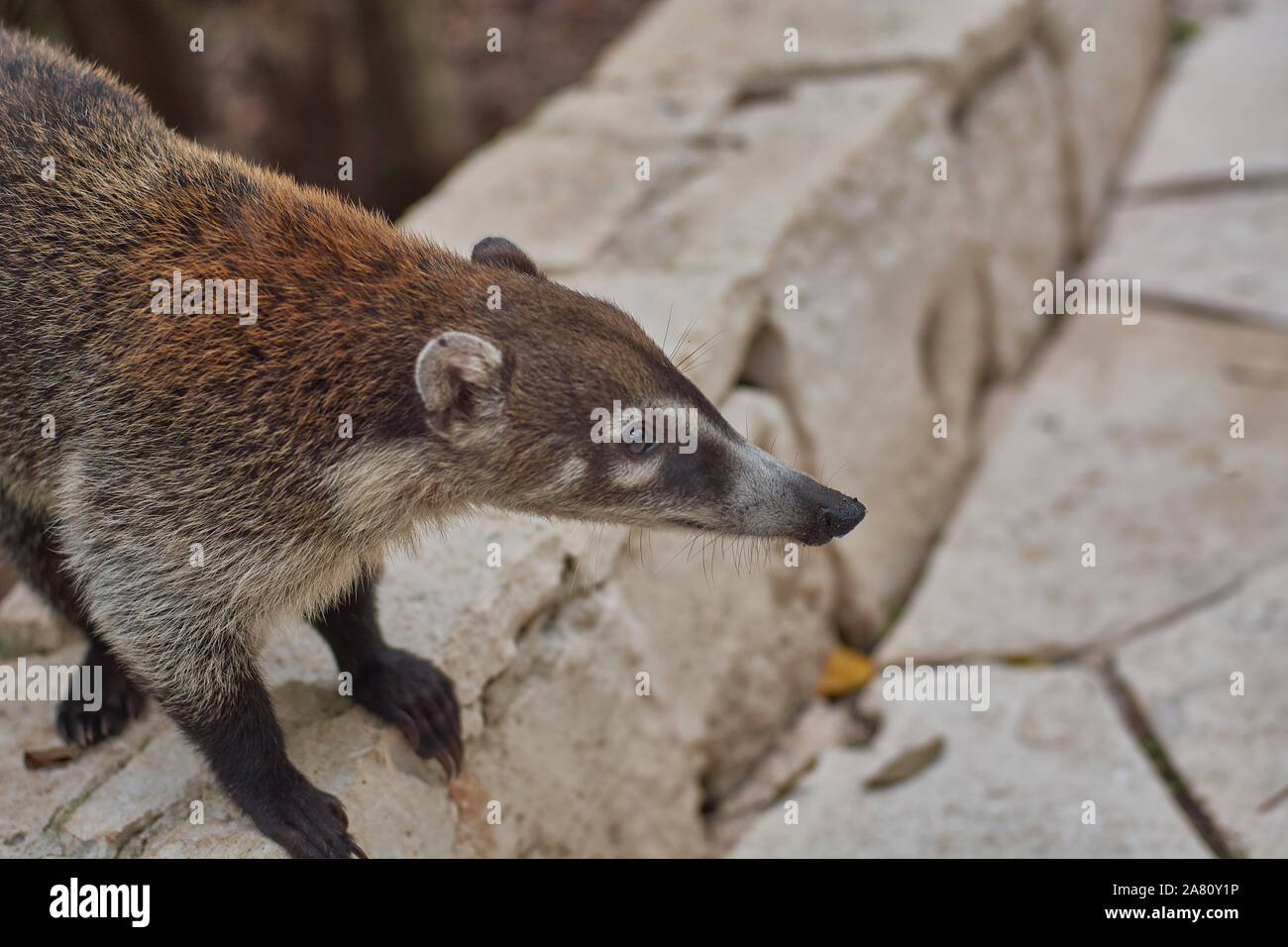Little coati nasuella olivacea hi-res stock photography and images - Alamy