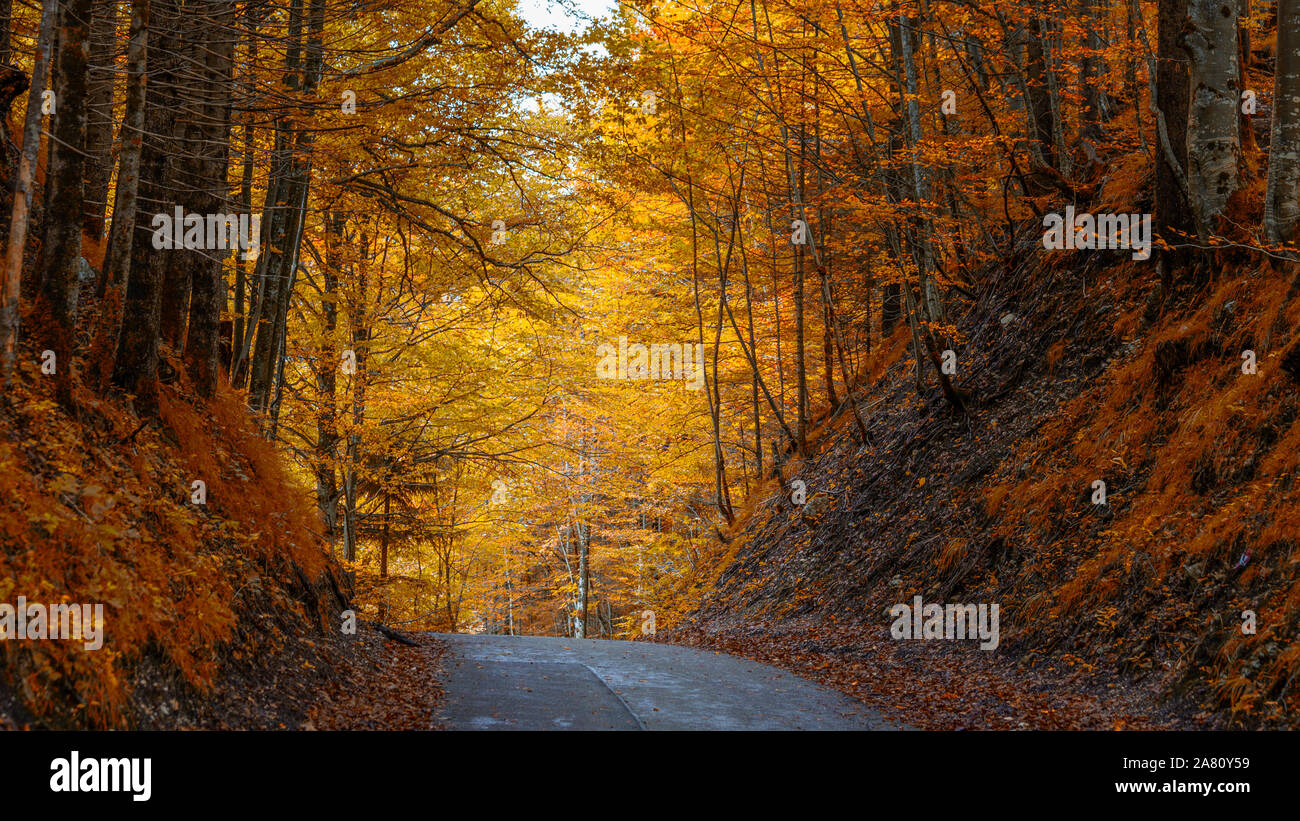 Road in the forest surrounded by trees with bright autumn foliage Stock ...