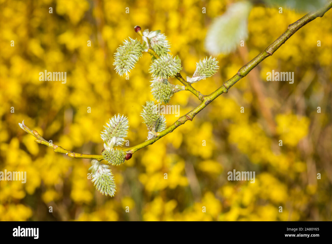 Small tree and branch hi-res stock photography and images - Alamy