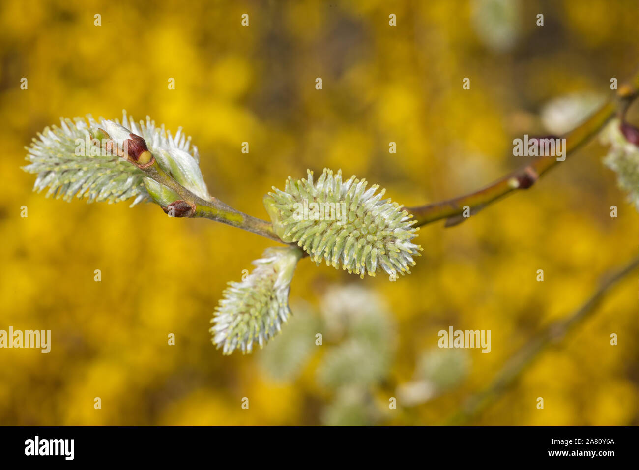 Close up of catkins budding on small tree branch Stock Photo - Alamy