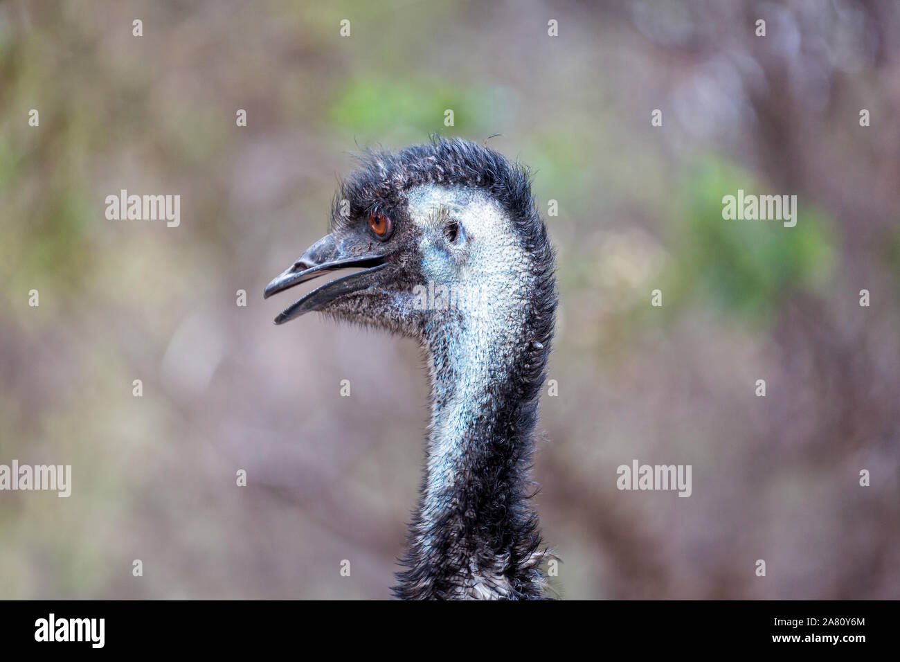 Close up side on view of Emu head Stock Photo - Alamy