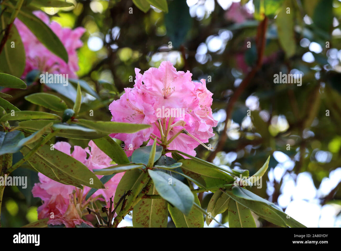 Open pink flower hi-res stock photography and images - Alamy