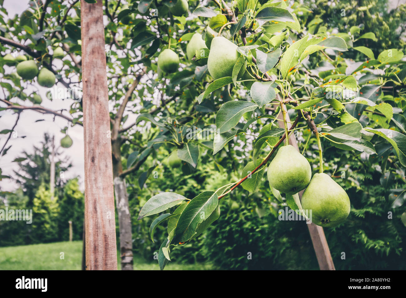 Agriculture and farming - orchard on the farm Stock Photo - Alamy