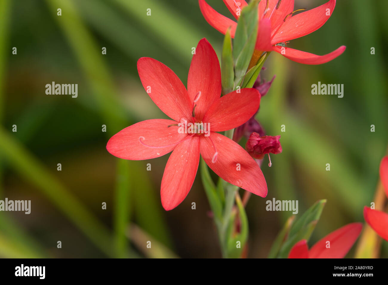 Red hesperantha coccinea flowers hi-res stock photography and images ...