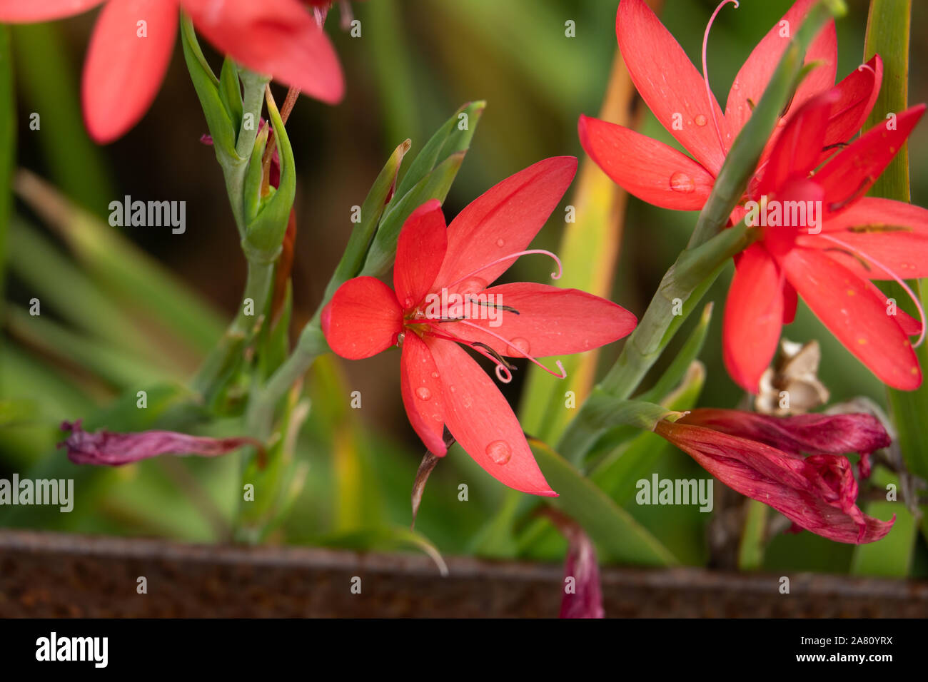 Red hesperantha coccinea flowers hi-res stock photography and images ...