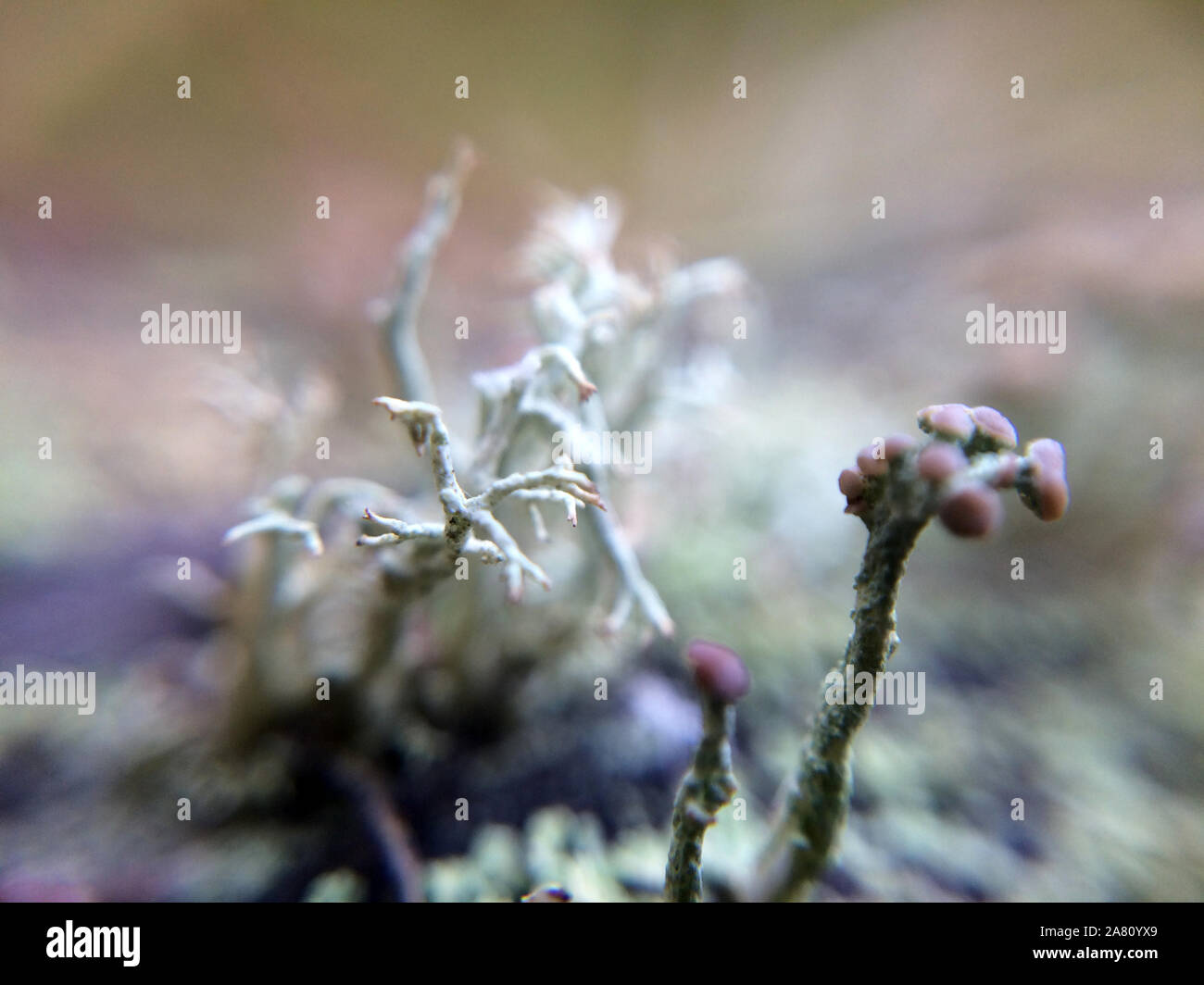 Lichen close-up background with beautiful macro plant leaves Stock ...