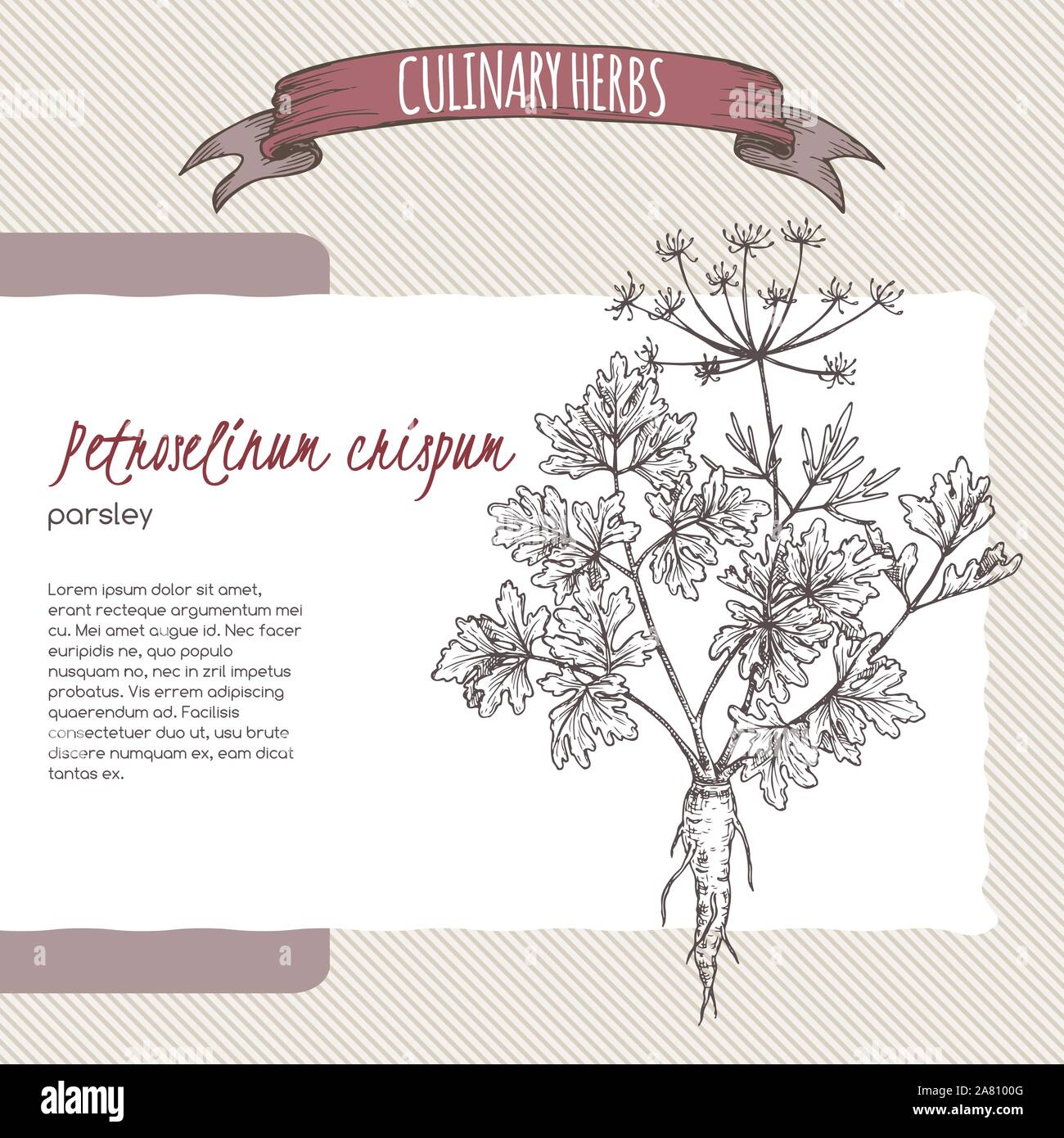 Parsley aka Petroselinum crispum sketch. Culinary herbs series Stock ...