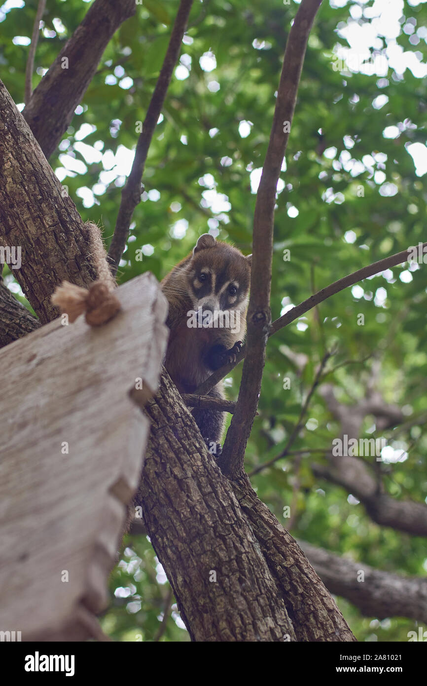 Red coati hi-res stock photography and images - Alamy
