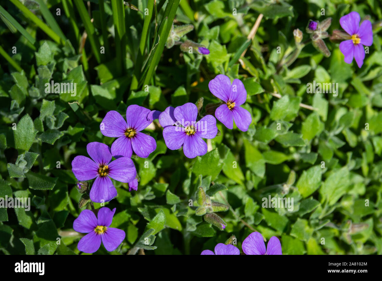 Blue rock cress hi-res stock photography and images - Alamy