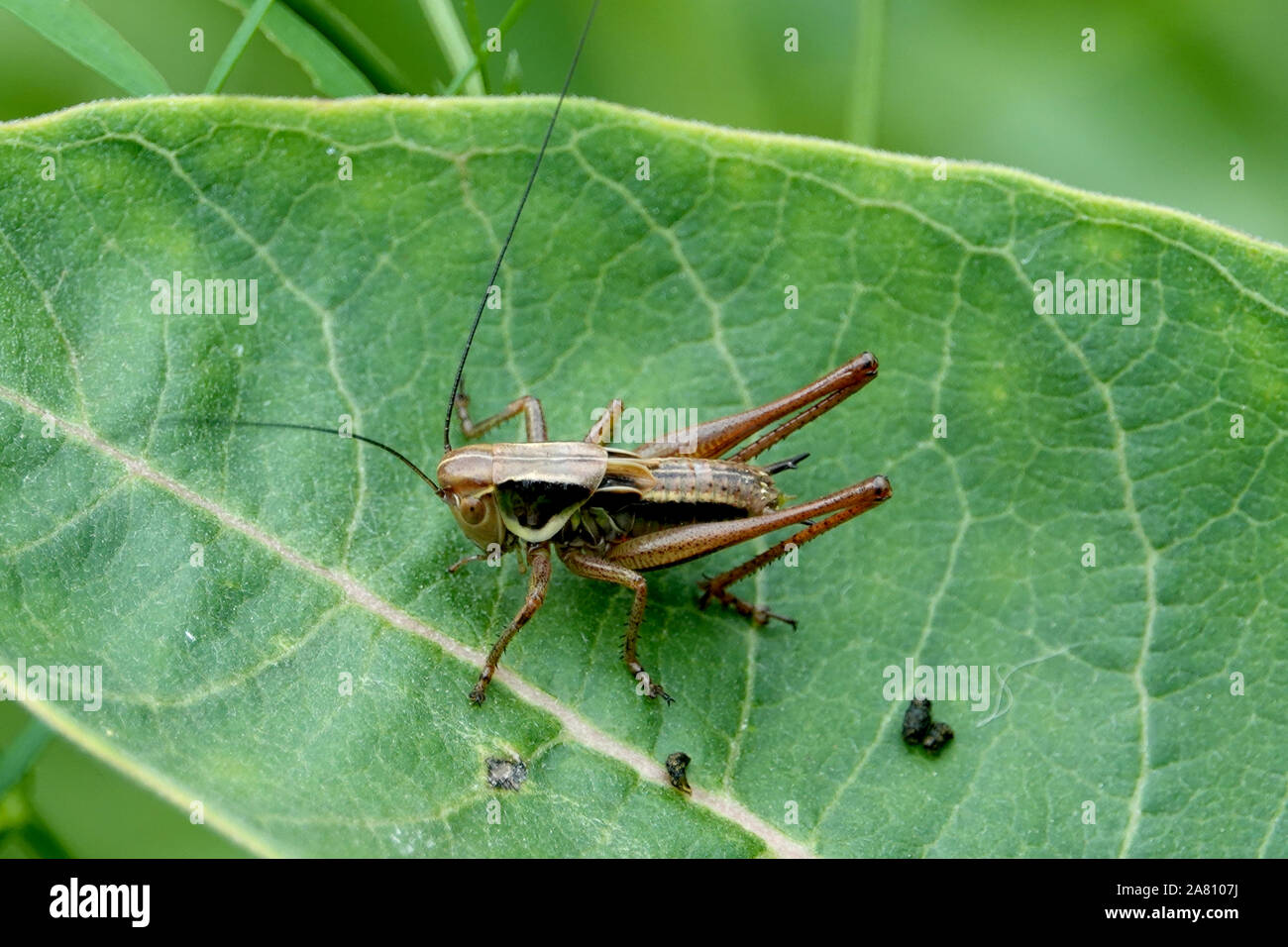 Brown leaf katydid hi-res stock photography and images - Alamy