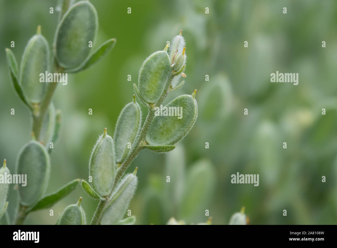 Roman Shields' Fruits in Springtime Stock Photo - Alamy
