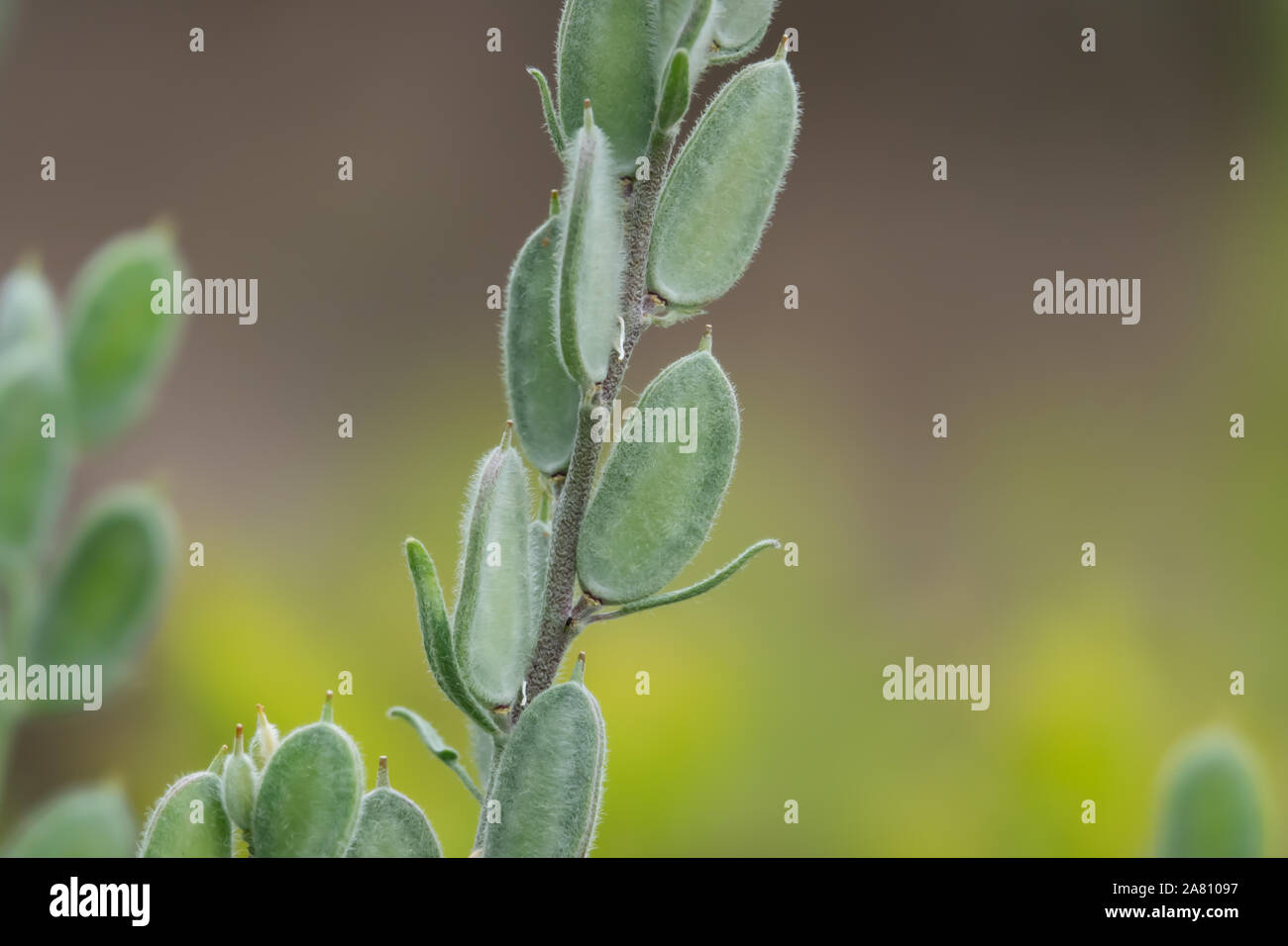 Roman Shields' Fruits in Springtime Stock Photo - Alamy