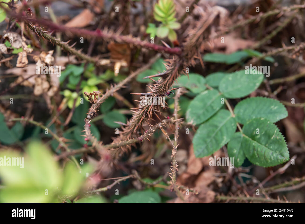Spiky rose thorn hi-res stock photography and images - Alamy