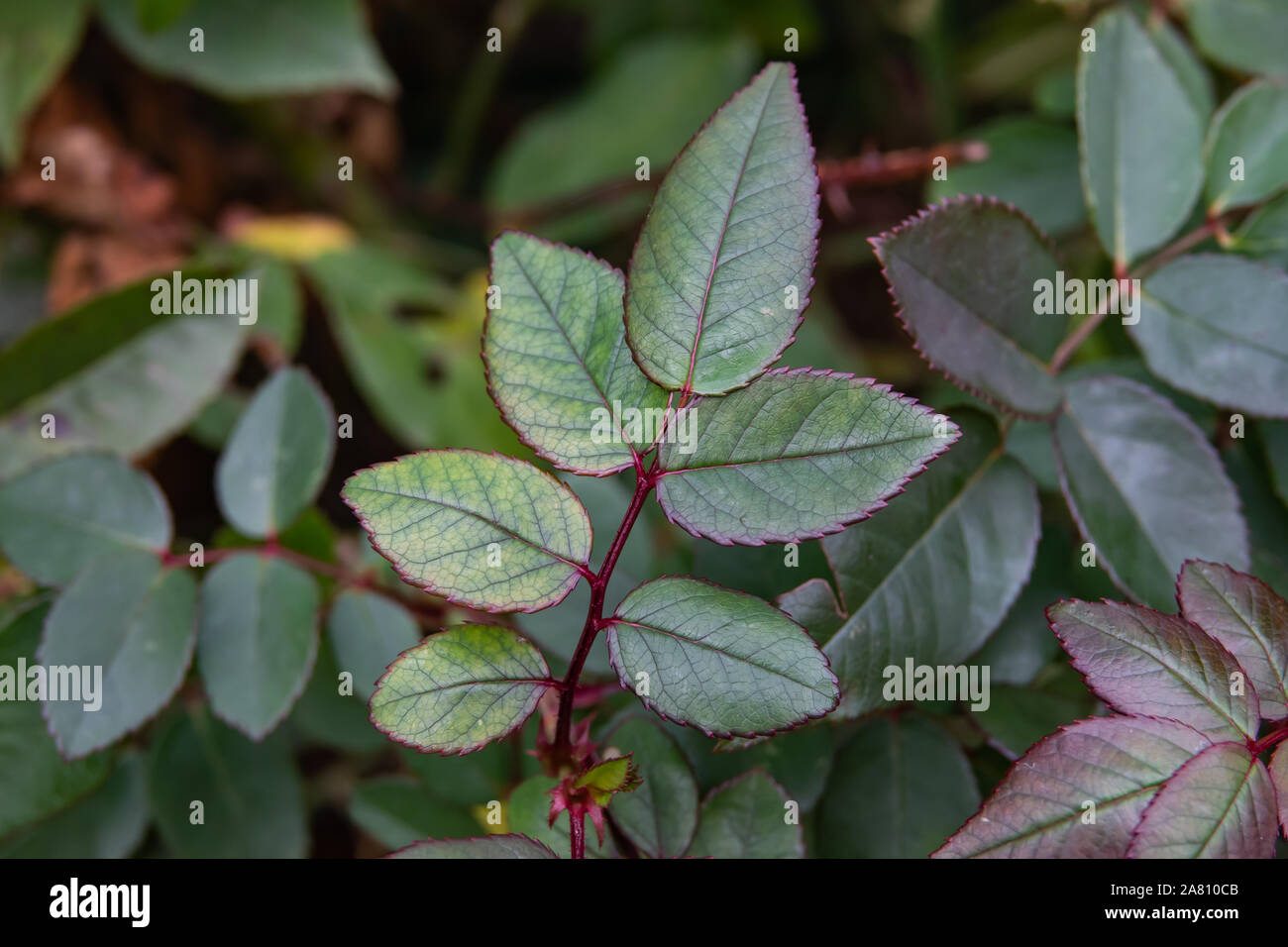 Lush green rose leaf pattern hi-res stock photography and images - Alamy