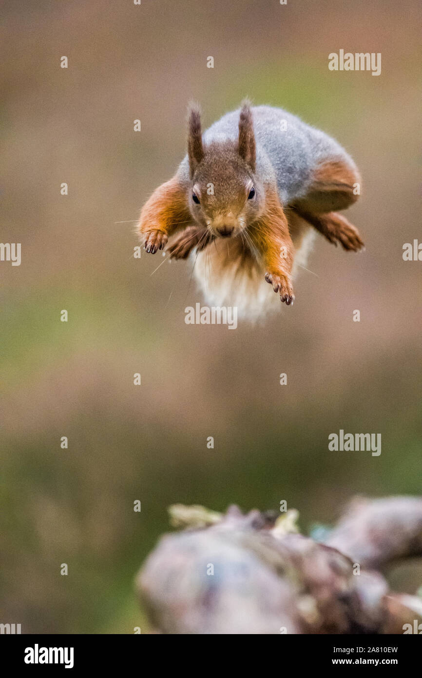 Red squirrel scotland leap hi-res stock photography and images - Alamy