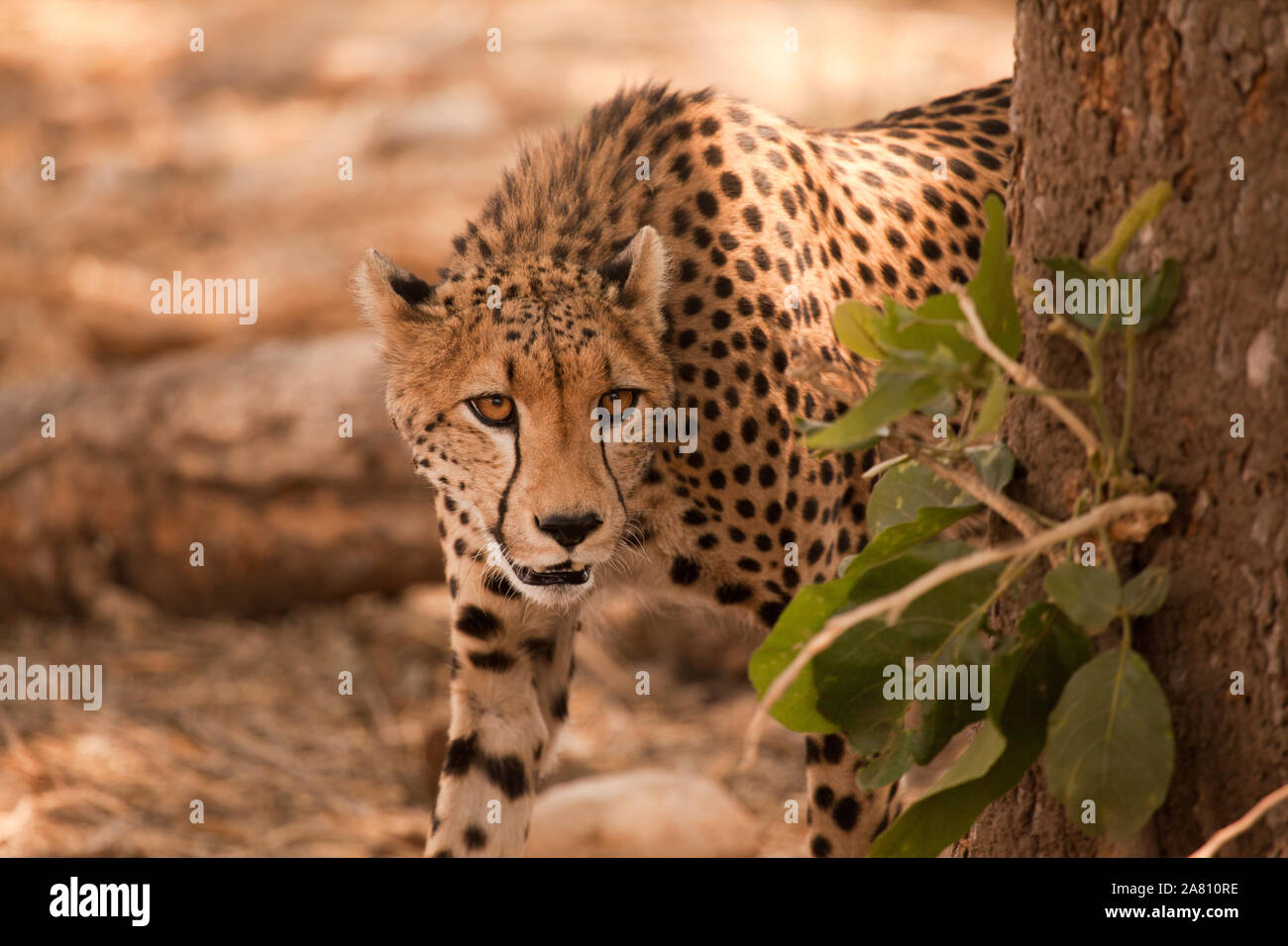 Cheetah From Behind High Resolution Stock Photography and Images - Alamy