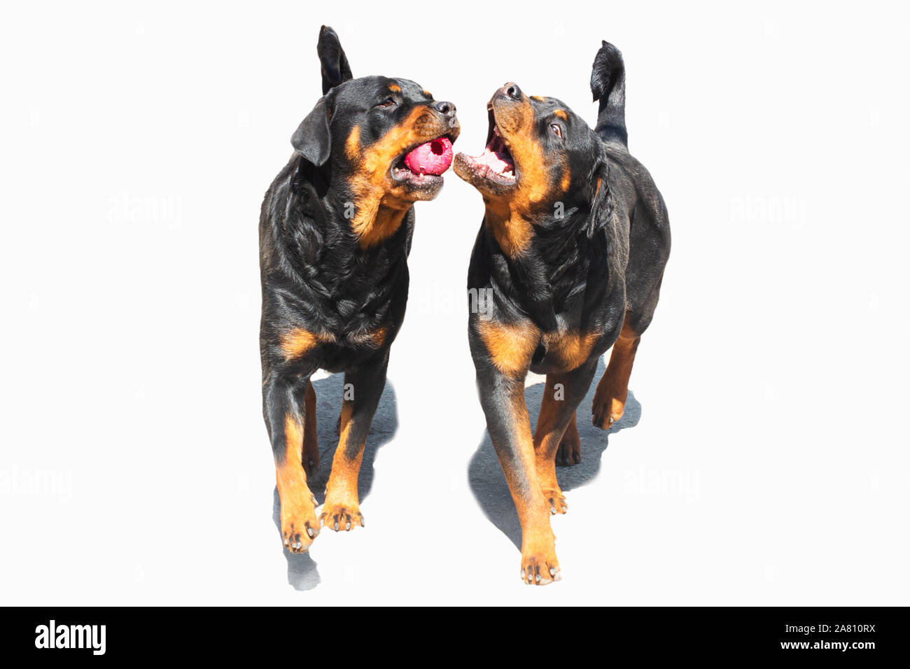 What Are The Colors Of Rottweiler