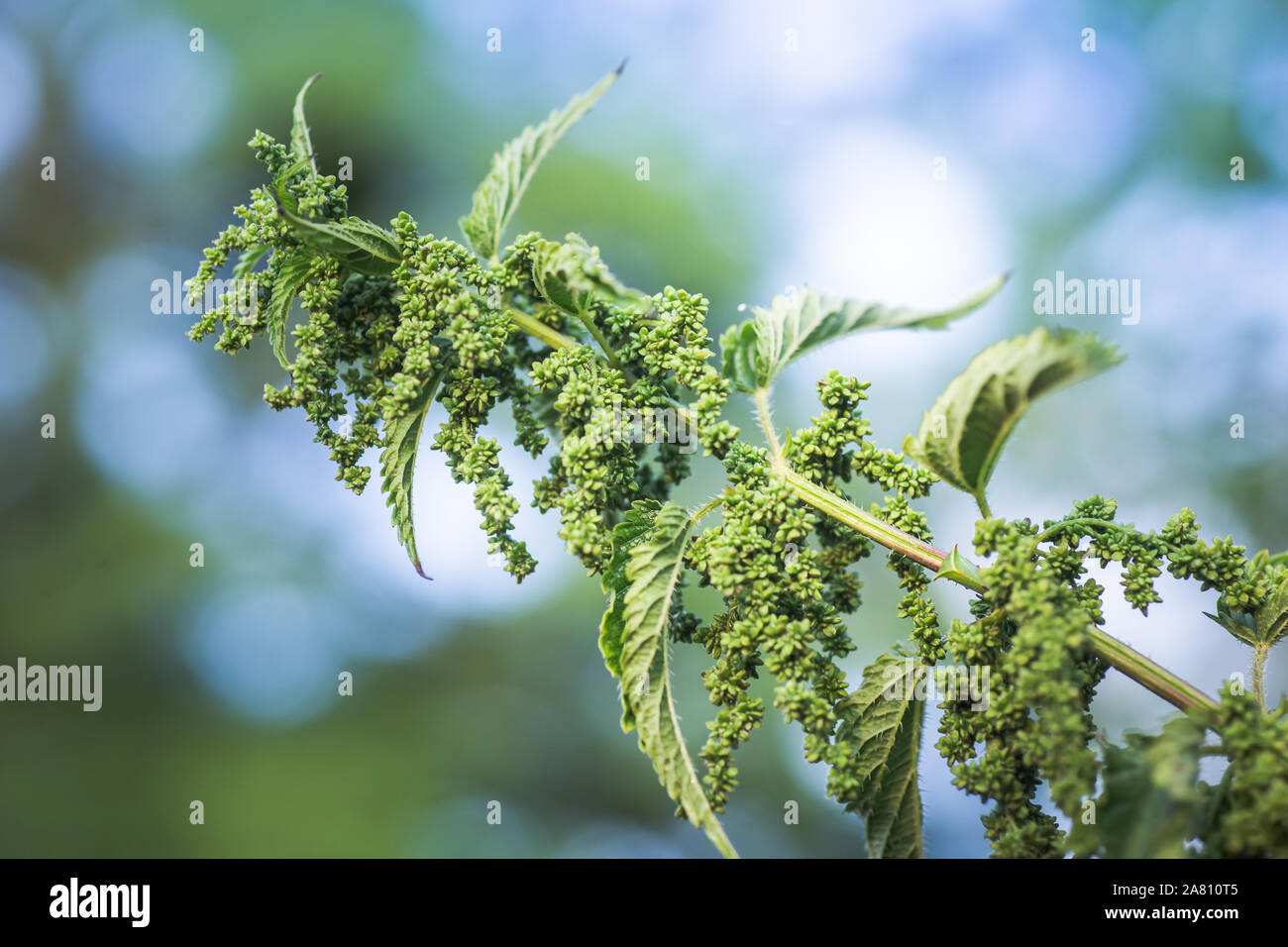 Nettle flowers and buds close-up. Summer flowering of medicinal plants ...