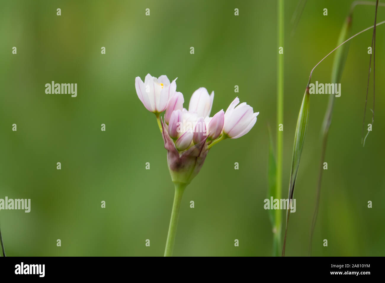 Garlic bloom hi-res stock photography and images - Alamy