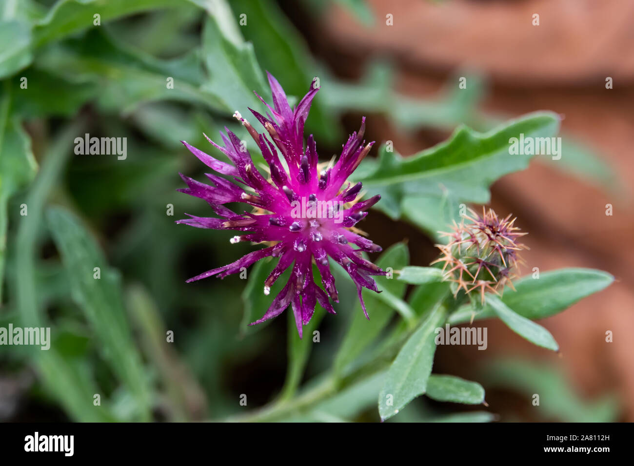 Purple star thistle hi-res stock photography and images - Alamy