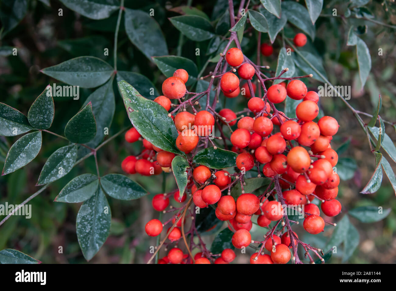 Heavenly bamboo leaf hi-res stock photography and images - Alamy