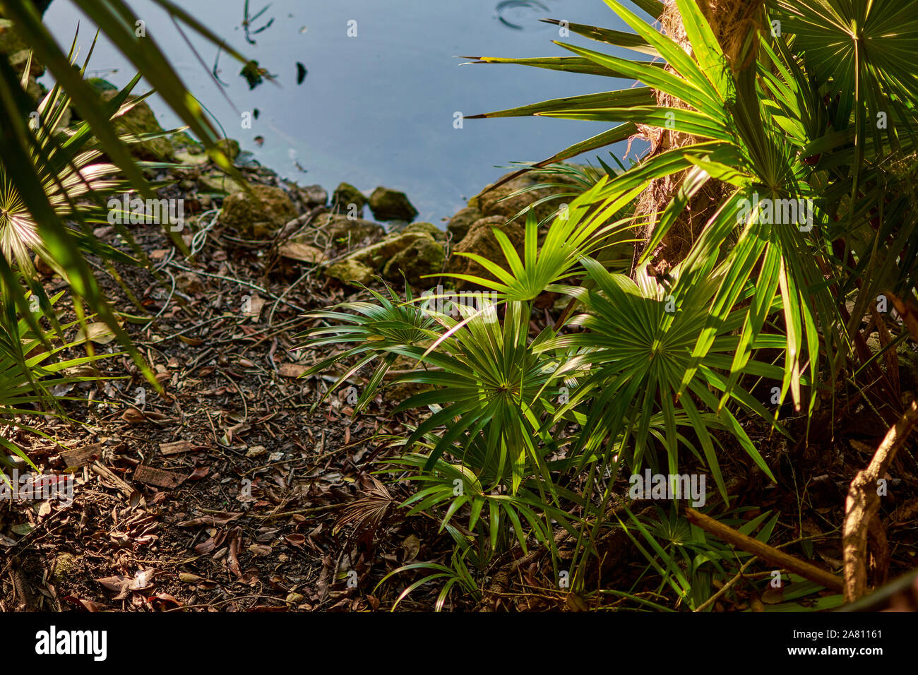 Detail of a cenote vegetation Stock Photo - Alamy