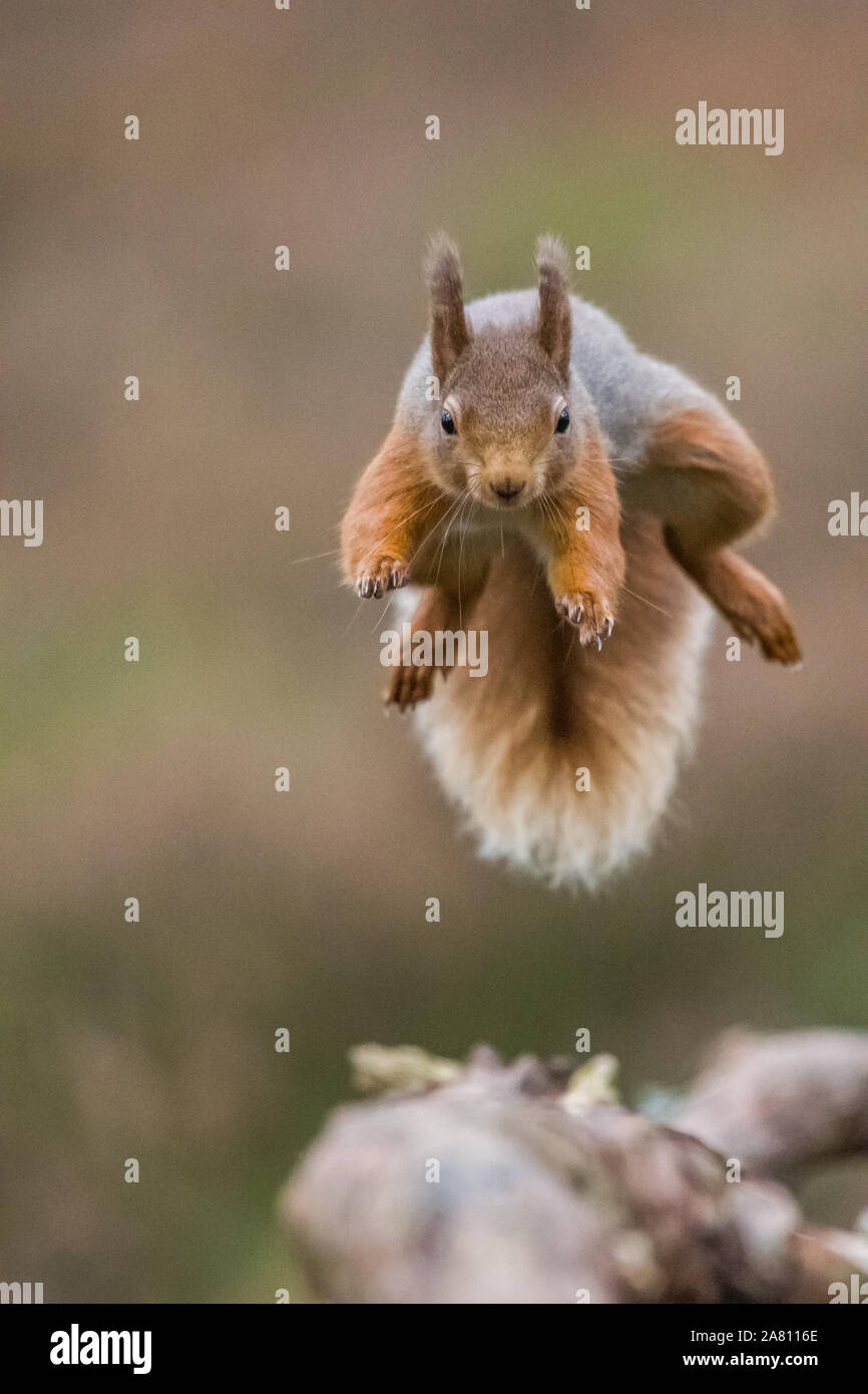 Frozen leaping hi-res stock photography and images - Alamy