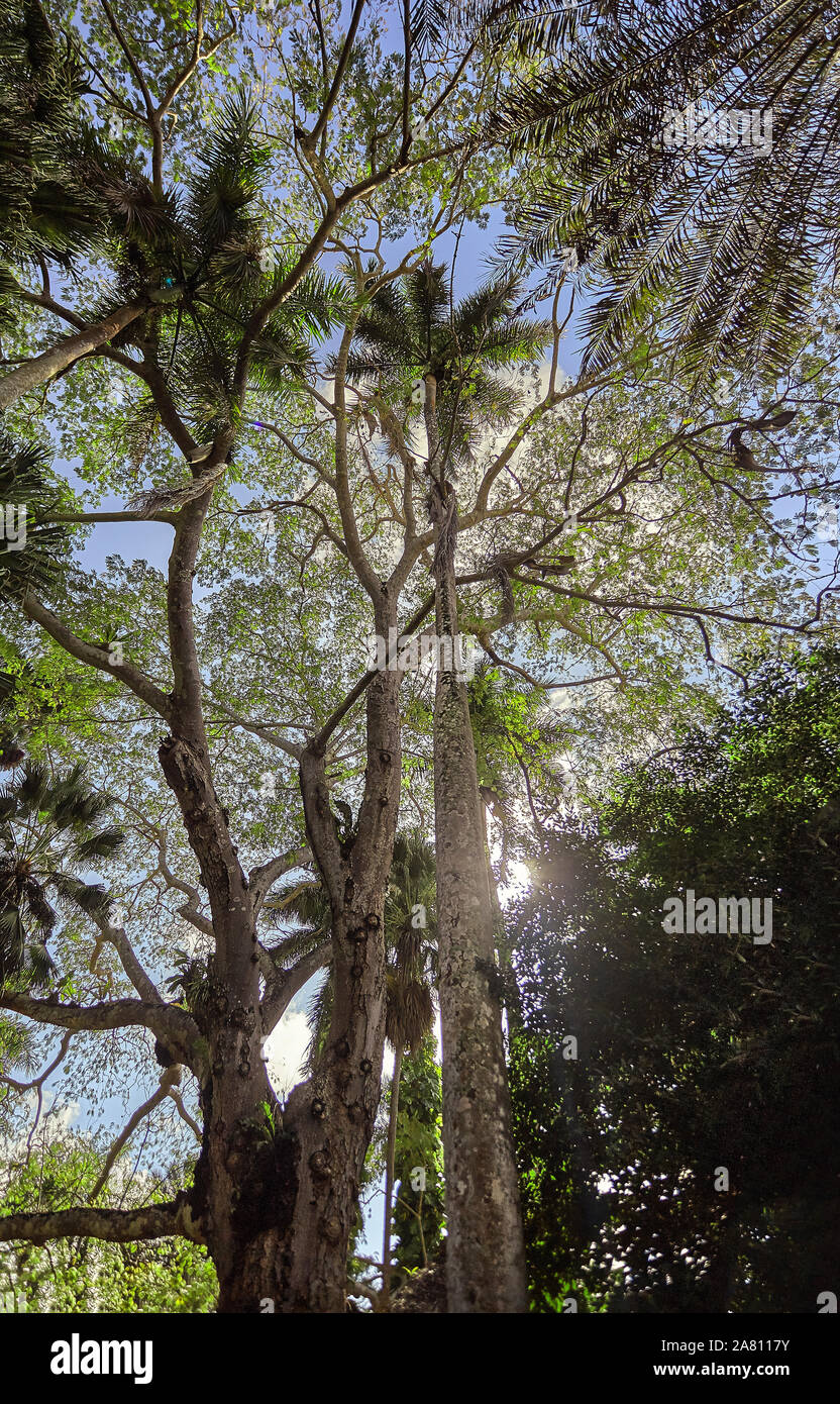 Very high pair of palms #4 Stock Photo - Alamy