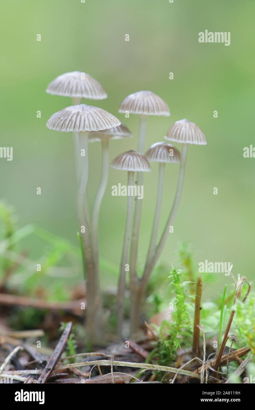 Mycena cinerella, known as the mealy bonnet, wild mushroom from Finland ...