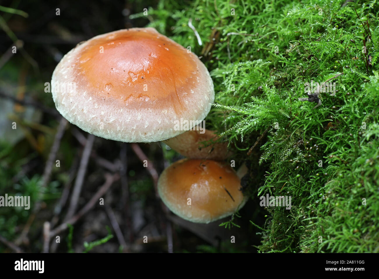 Hypholoma lateritium, known as brick cap or brick tuft mushroom ...
