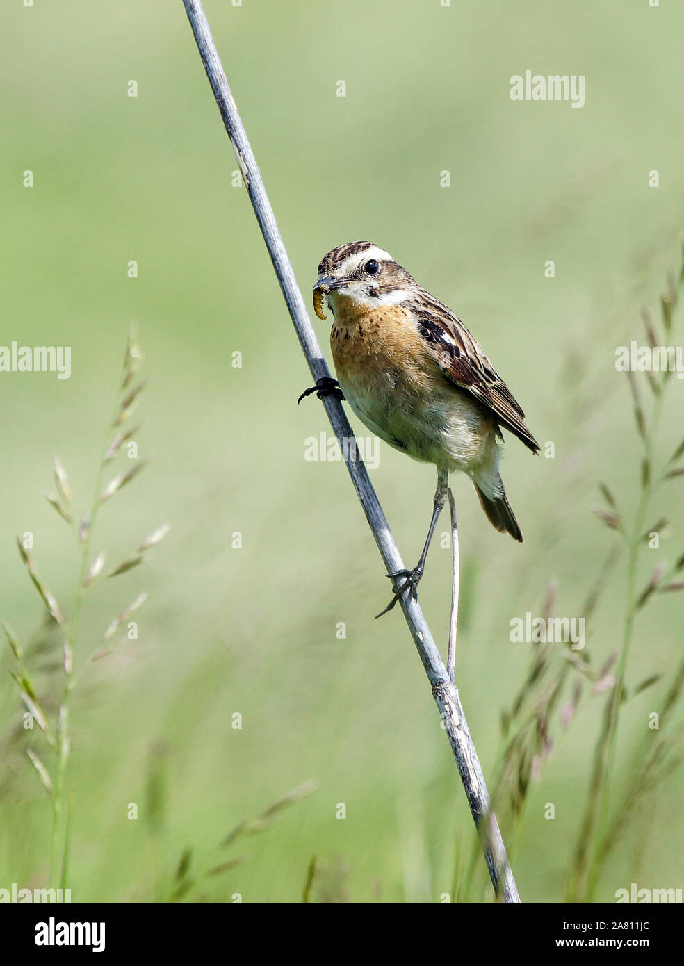 Whinchat migration hi-res stock photography and images - Alamy