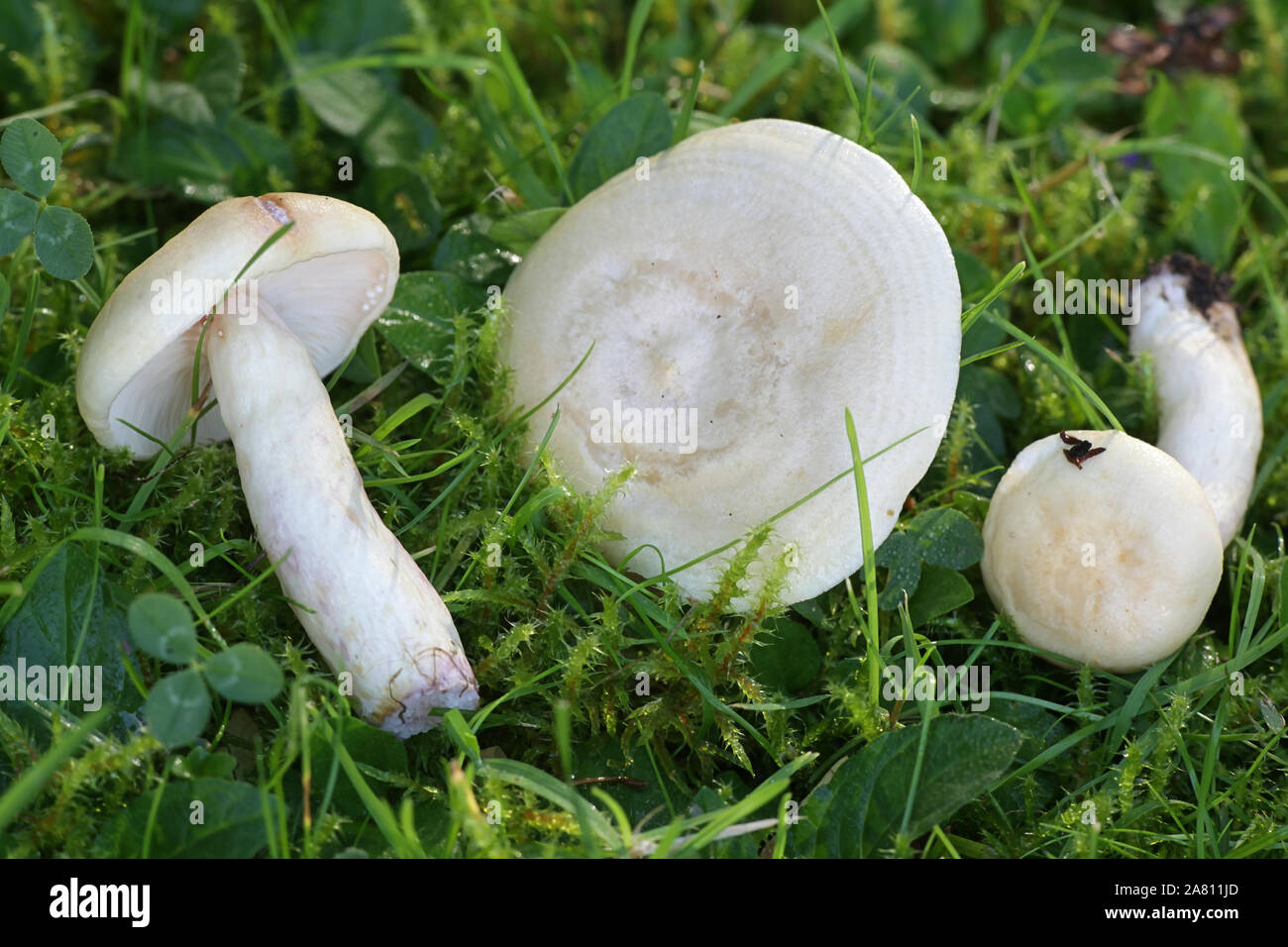 Purple staining milky cap hi-res stock photography and images - Alamy