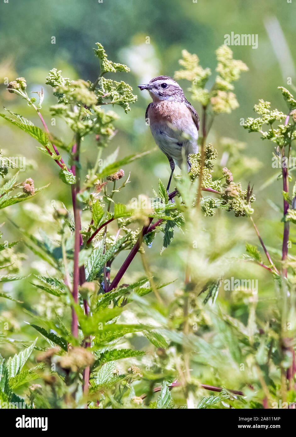 Whinchat migration hi-res stock photography and images - Alamy