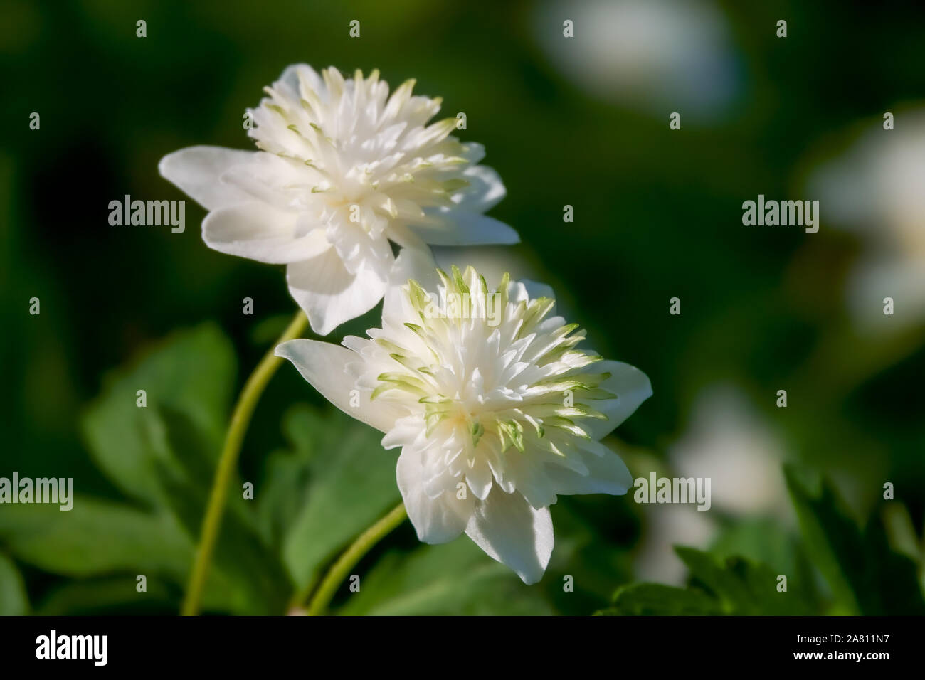 Anemone nemorosa alba hi-res stock photography and images - Alamy